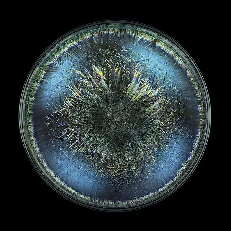 MORPHOGENETIC FIELD