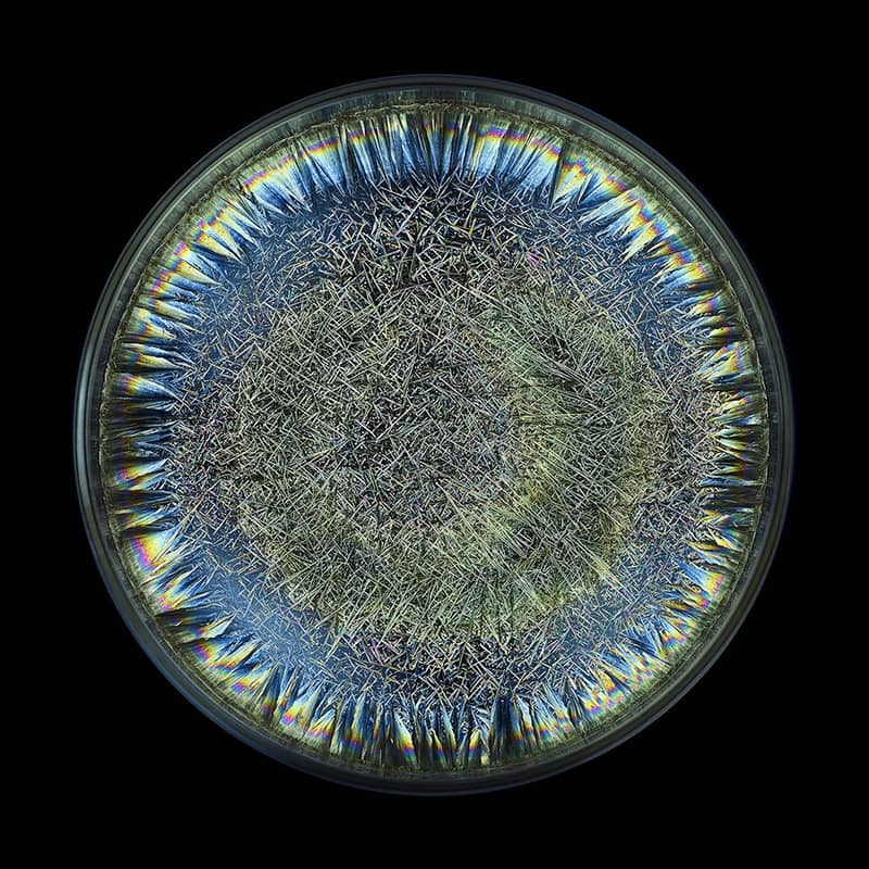 MORPHOGENETIC FIELD
